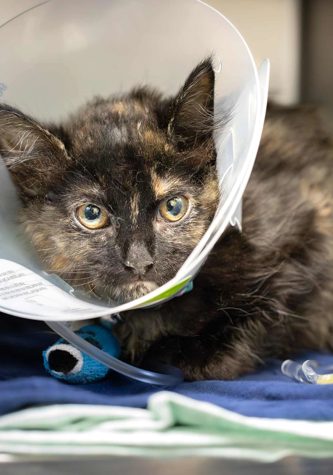 Pet Love at the SPCA - Charlottesville Family